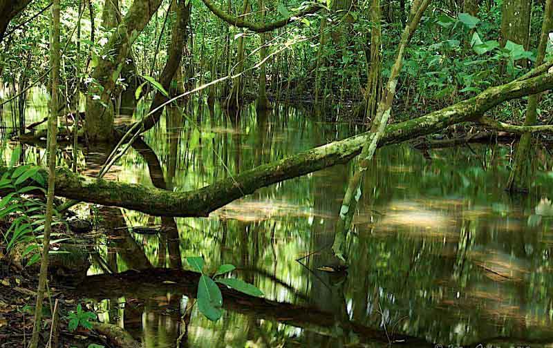 Costa Rica Mangrove Tours & Estuary Adventures